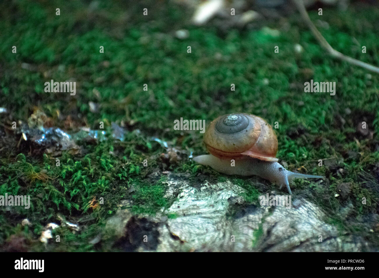 Snail On A Mission Stock Photo - Alamy