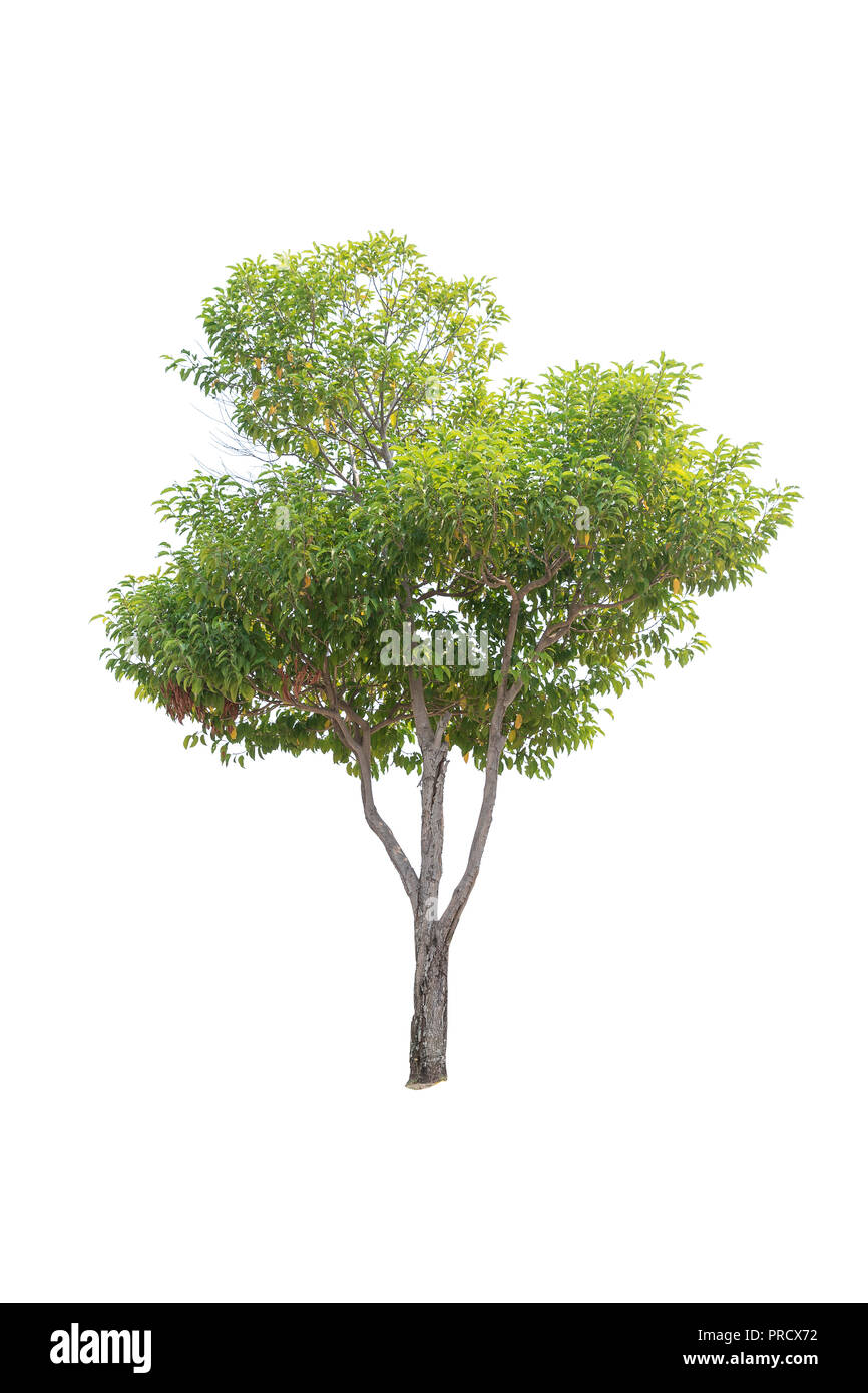 Closeup Bullet Wood (Mimusops elengi Linn) Tree isolated on white ...