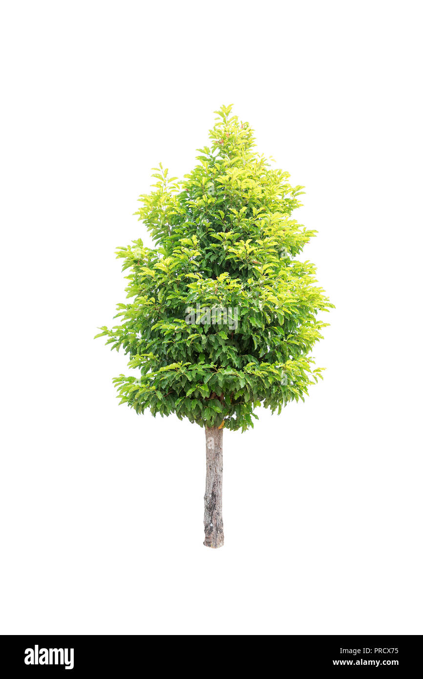 Closeup Bullet Wood (Mimusops elengi Linn) Tree isolated on white ...