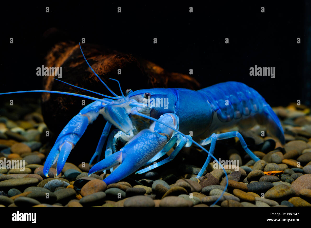 crayfish blue in the aquarium Stock Photo - Alamy