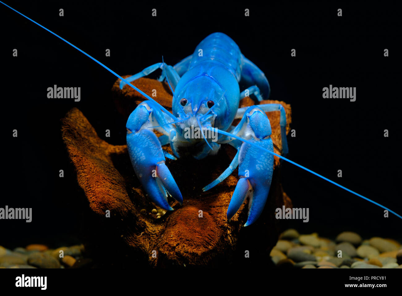 Blue crayfish in aquarium hi-res stock photography and images - Alamy