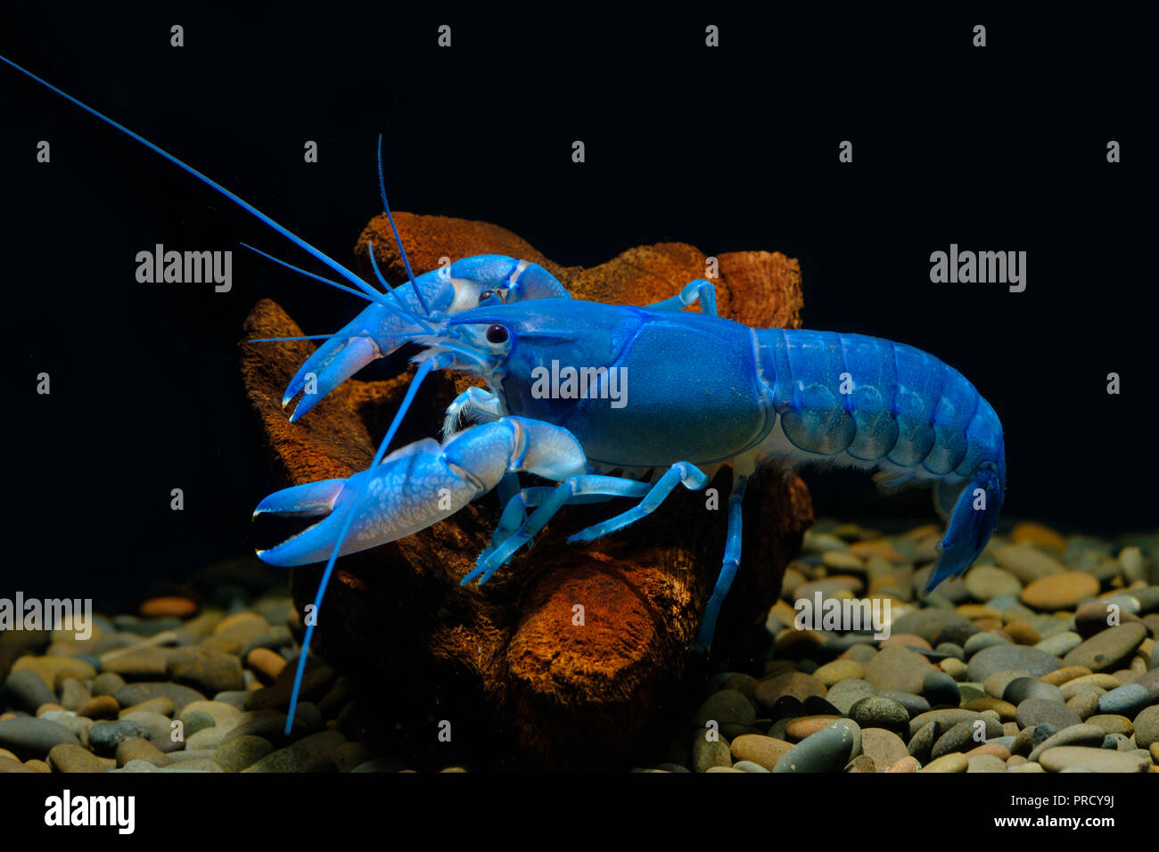 crayfish blue in the aquarium Stock Photo - Alamy