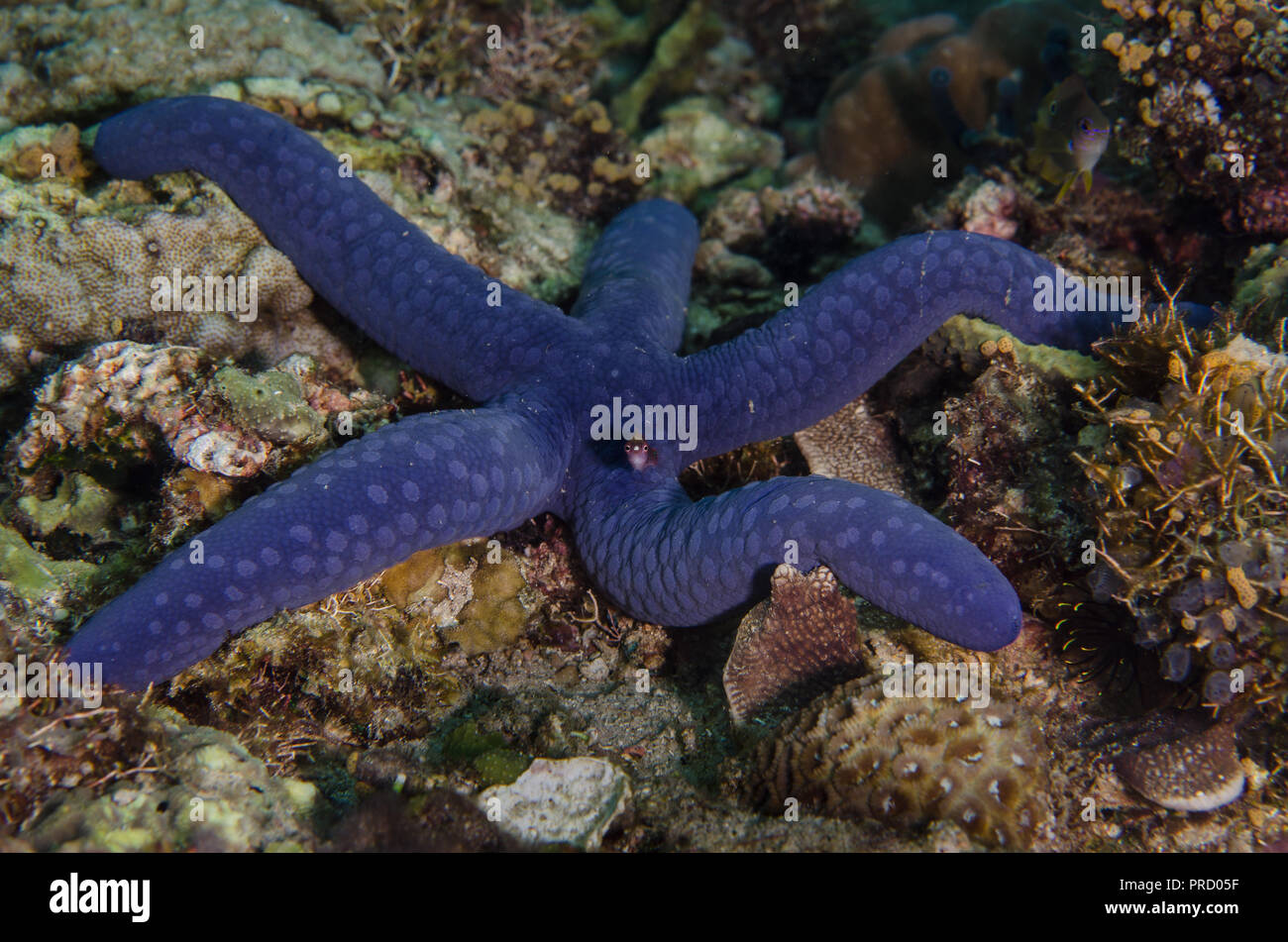 Blue Sea Star Linckia laevigata, Ophiadiasteridae, Anilao,Batangas ...