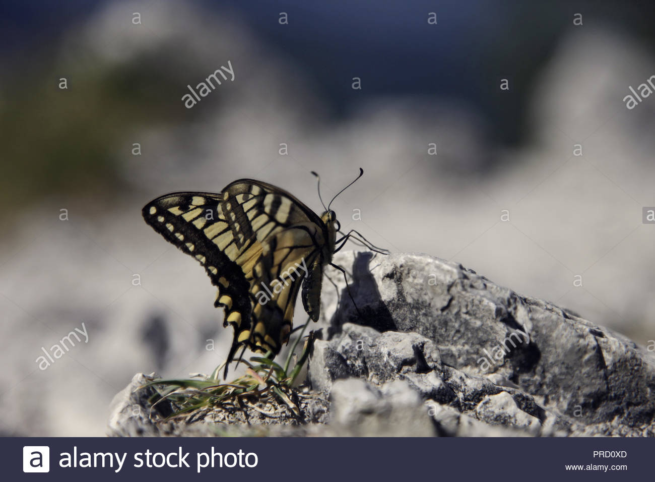 Dovetail Stone Stock Photos & Dovetail Stone Stock Images - Alamy
