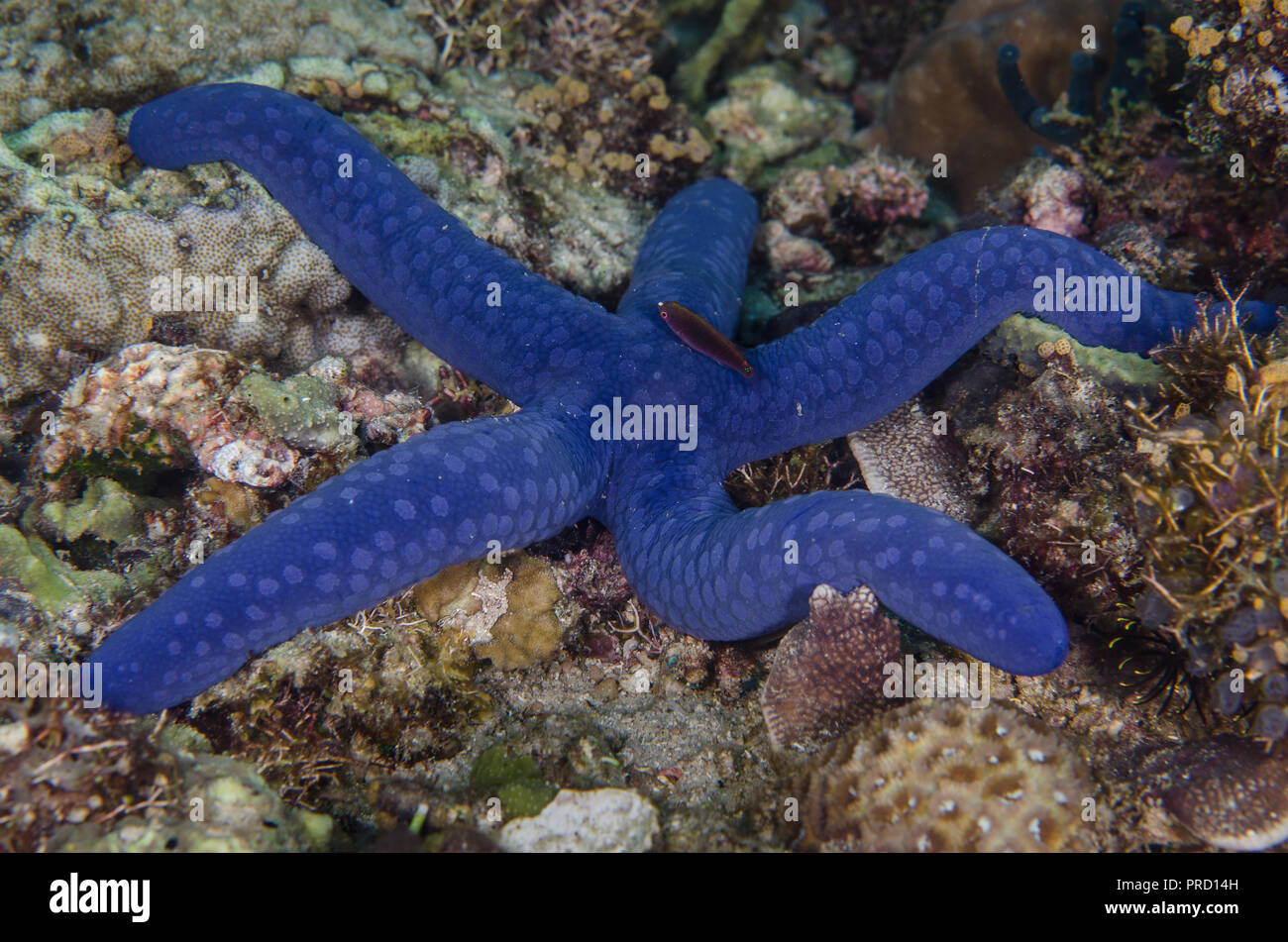 Blue Sea Star Linckia laevigata, Ophiadiasteridae, Anilao,Batangas ...