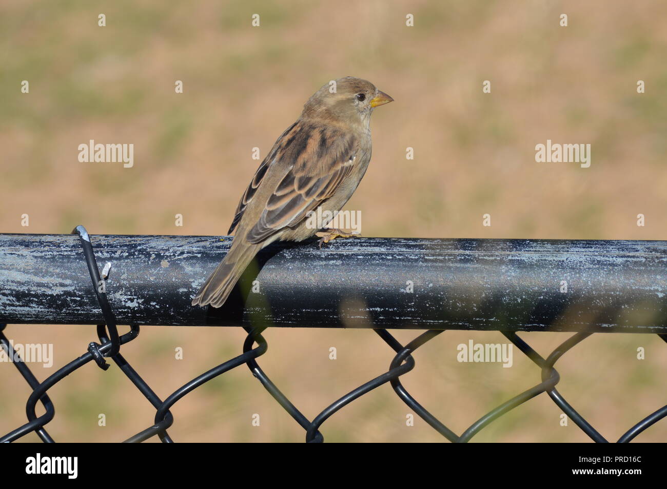 Sparrow on the fence Stock Photo - Alamy