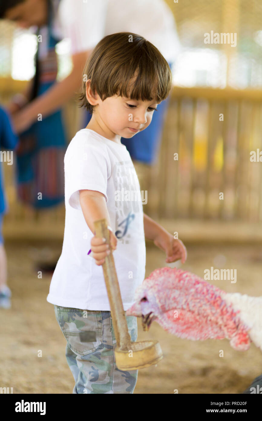 Little Boy feeds Turkey at the Zoo Stock Photo - Alamy