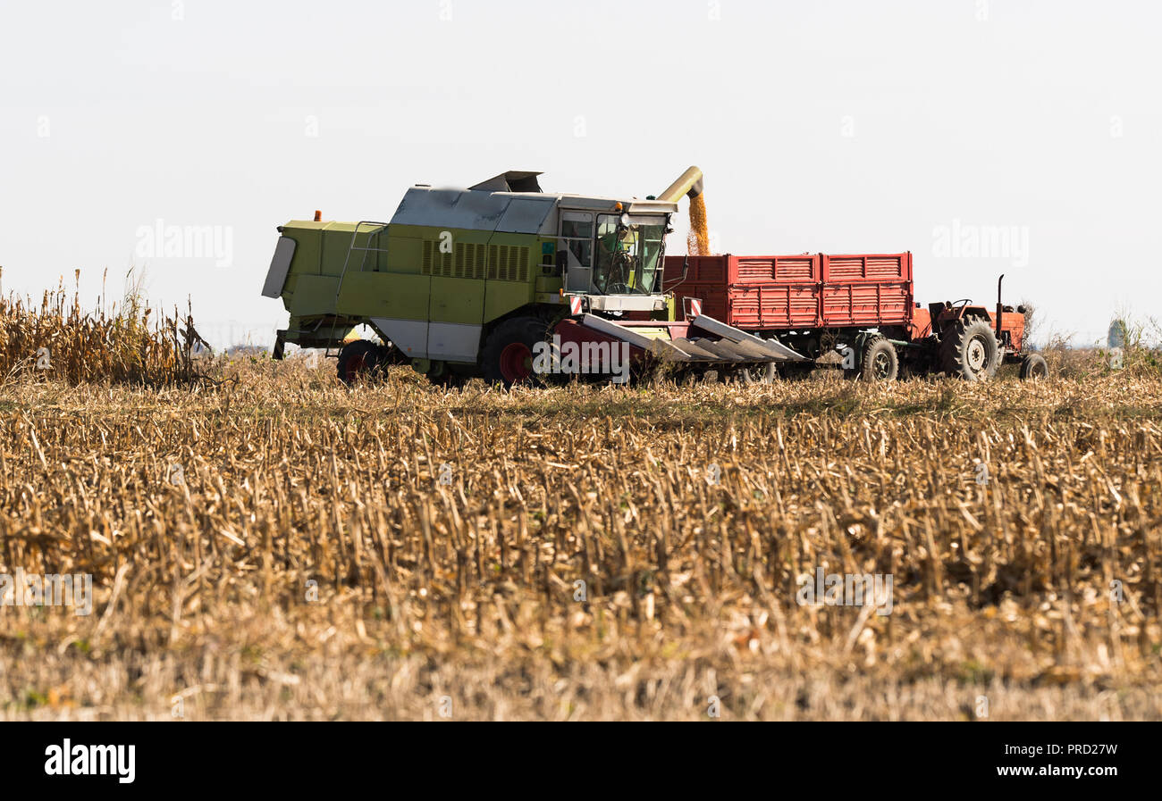 Pouring corn grain into tractor trailer after harvest at field Stock ...