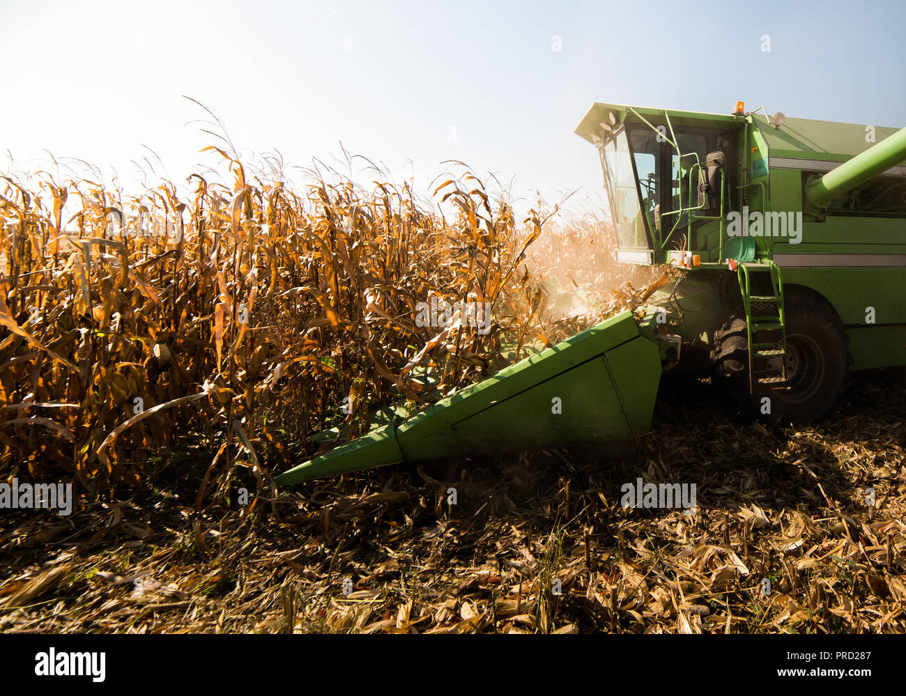 Harvesting of corn fields with combine Stock Photo - Alamy