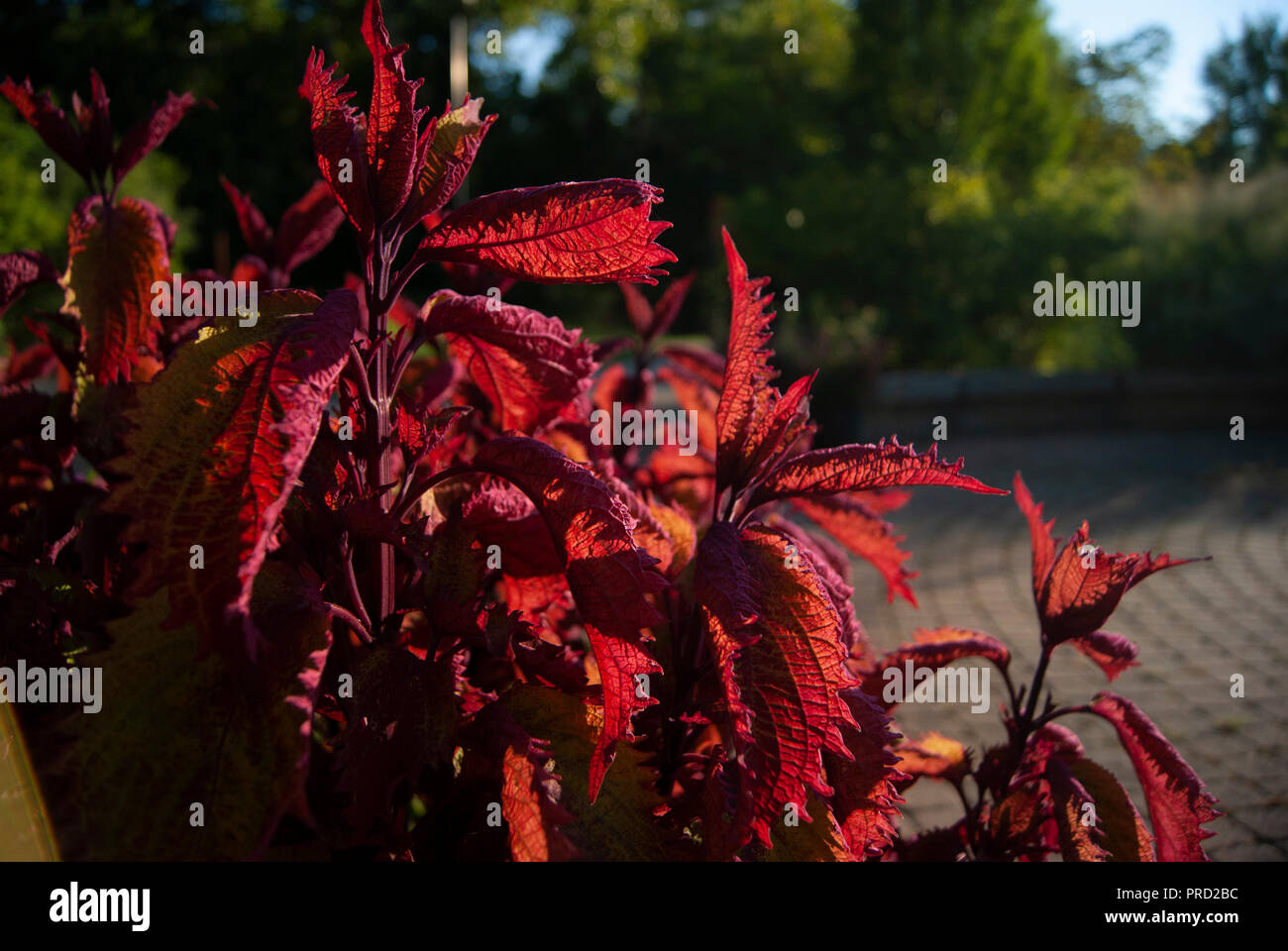 Deep dark sun adventure hi-res stock photography and images - Alamy