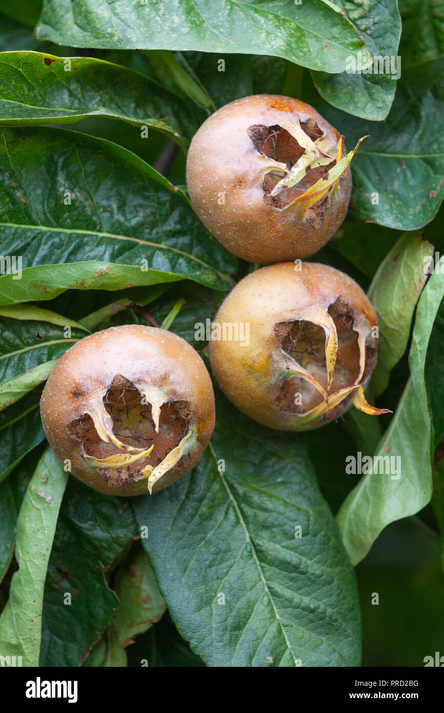 Medlar tree uk hi-res stock photography and images - Alamy Medlar tree uk hi-res stock photography and images - Alamy