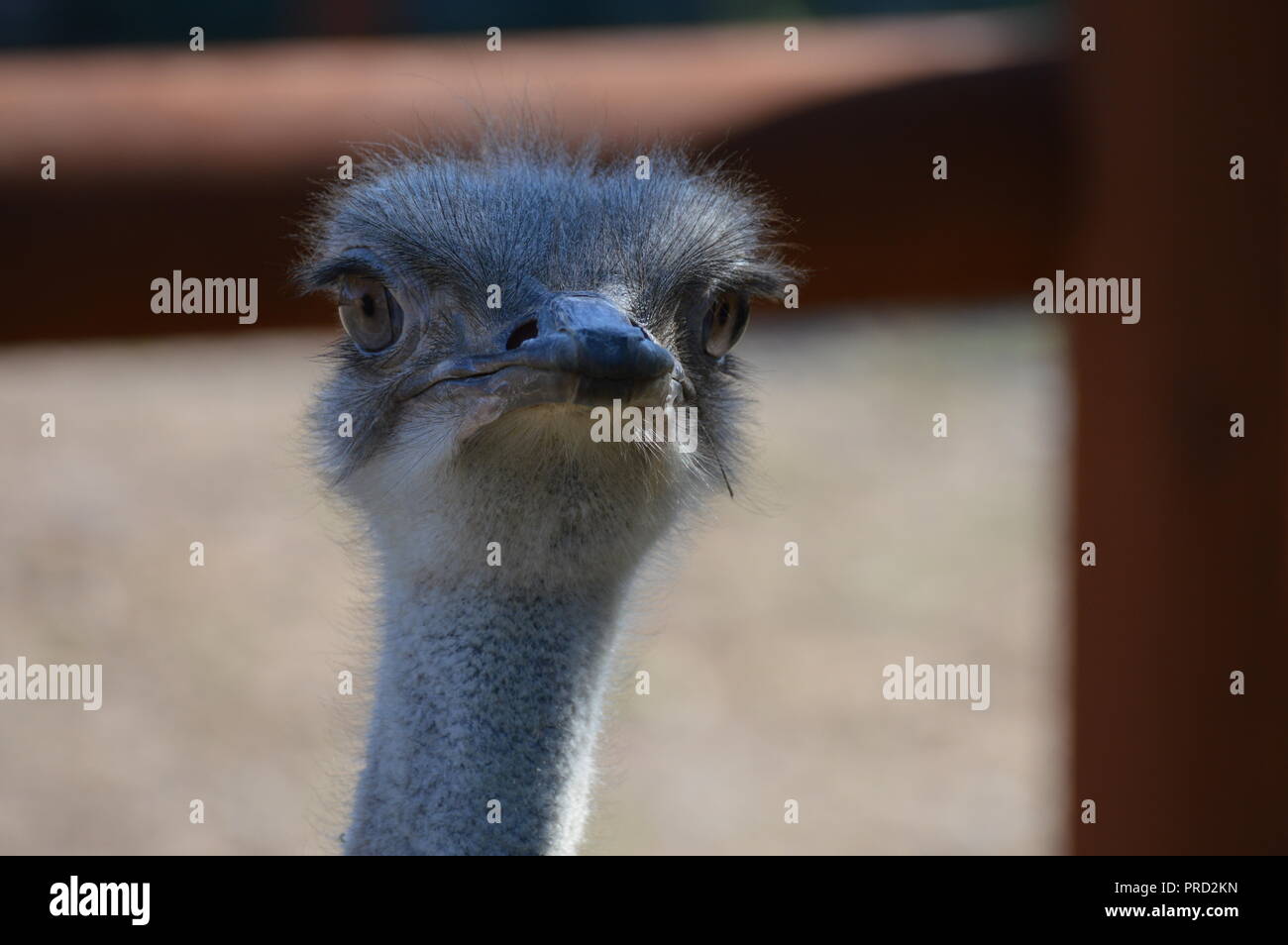 Curious ostrich expression hi-res stock photography and images - Alamy