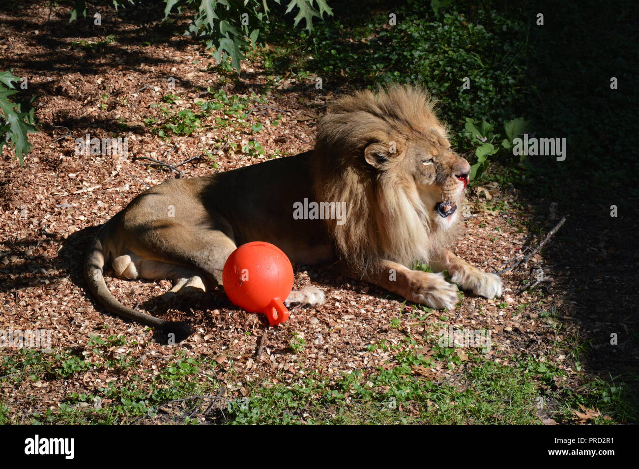 Male lion laying on the ground Stock Photo - Alamy