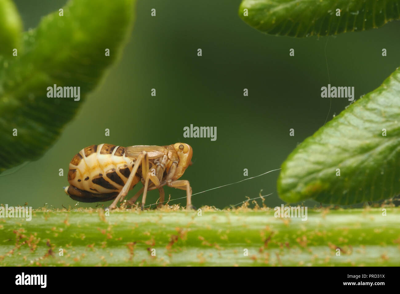 Ditropis pteridis planthopper crawling along bracken stem. Tipperary ...