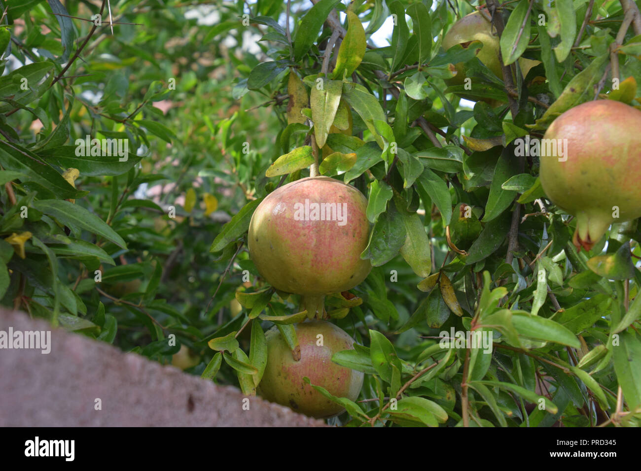 Pomegranate Tree Orchard Stock Photos & Pomegranate Tree Orchard Stock ...