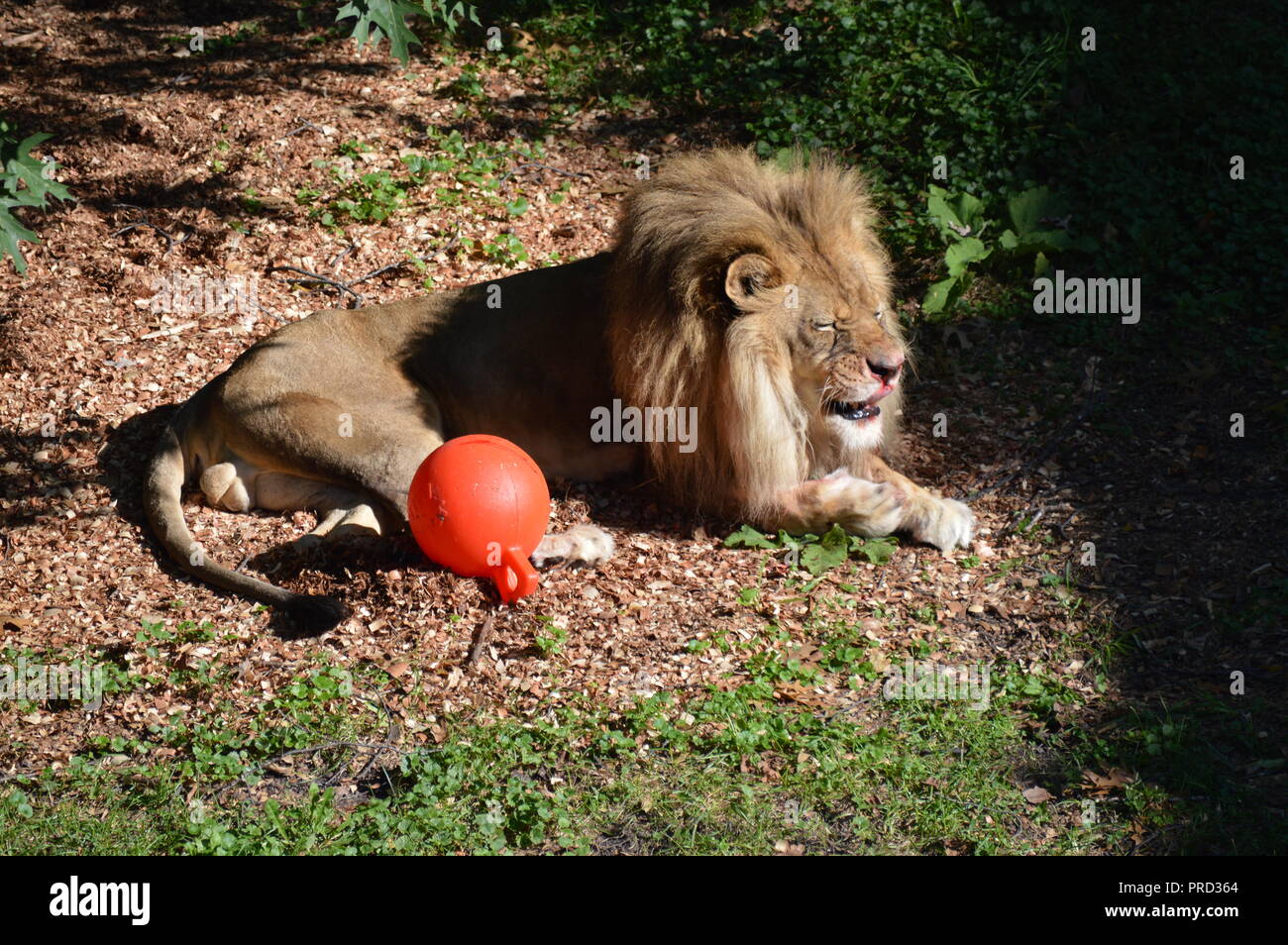 Lion nose hi-res stock photography and images - Alamy