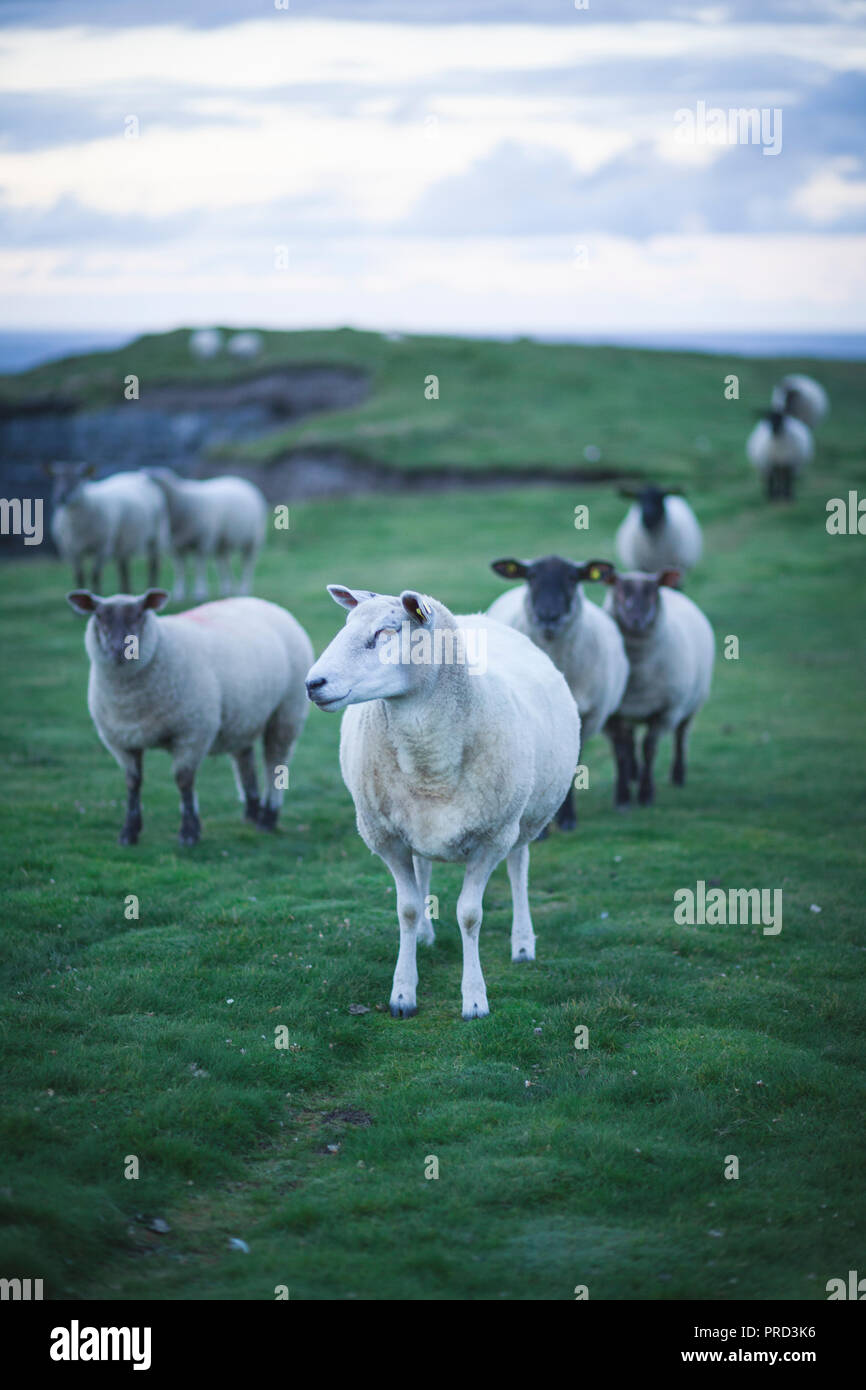Group of sheep in a field in Co. Mayo, Ireland Stock Photo - Alamy
