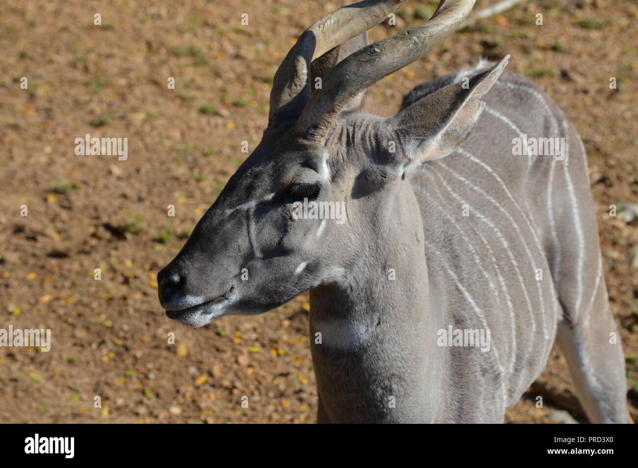 Kudu profile hi-res stock photography and images - Alamy