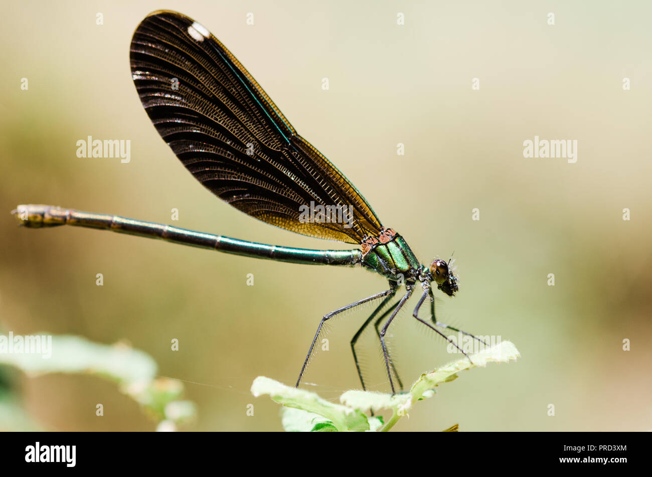 dragonfly photography, black yellow green blue and red dragonfly, close up clear background and ...
