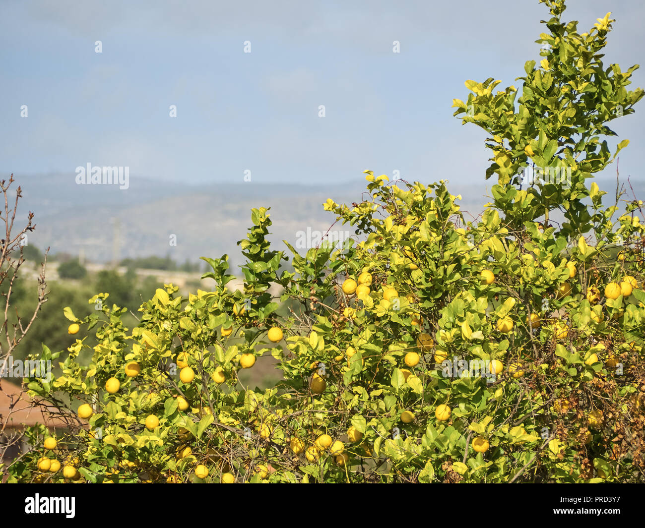 Lemon trees in the sun hi-res stock photography and images - Alamy