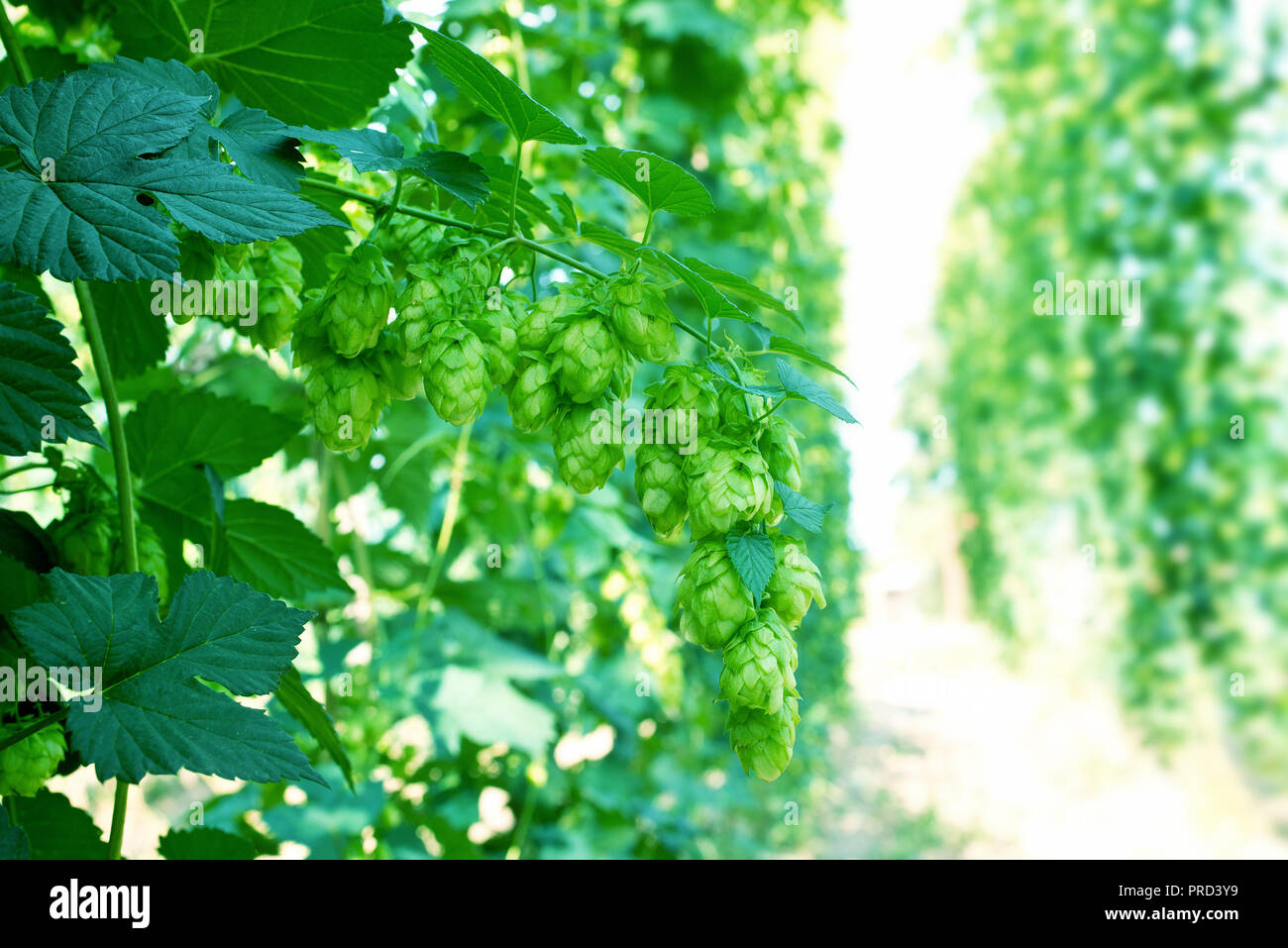 Field cones hi-res stock photography and images - Alamy