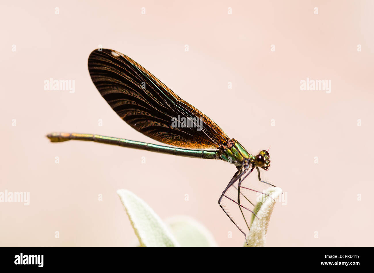 dragonfly photography, black yellow green blue and red dragonfly, close up clear background and ...