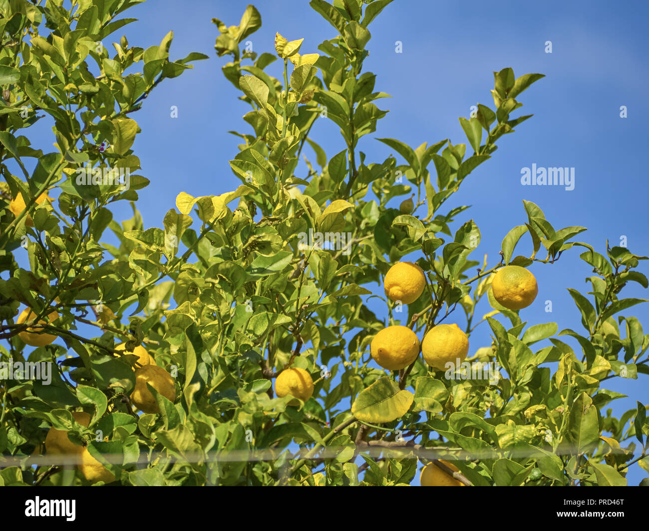 Shot of a lemon tree and its lemons protected by an enclosure Stock ...