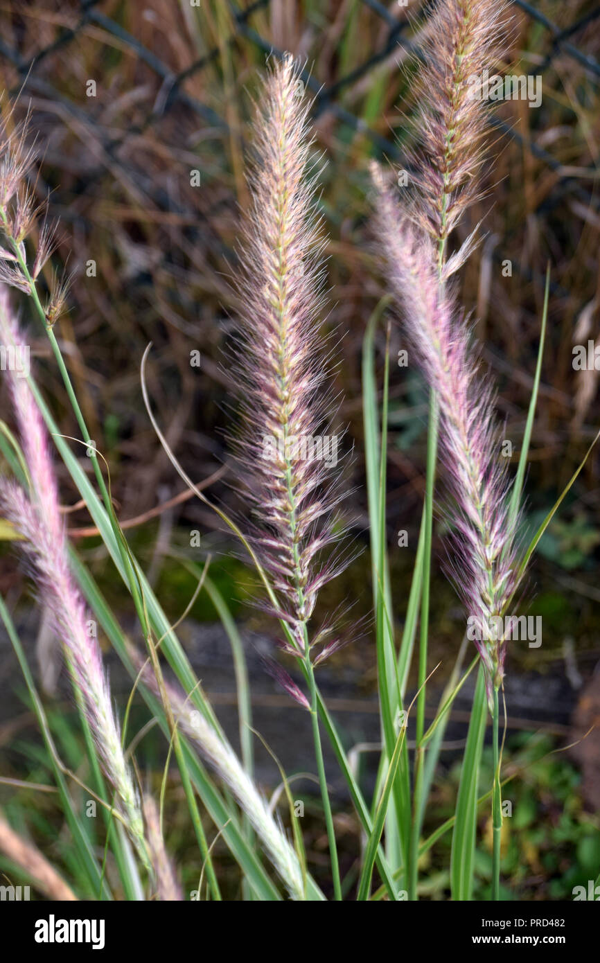 sky rocket one kind of fountain grass in bloom, Pennisetum advena or ...