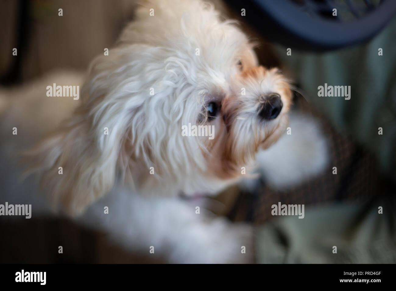Toy poodle begging hi-res stock photography and images - Alamy