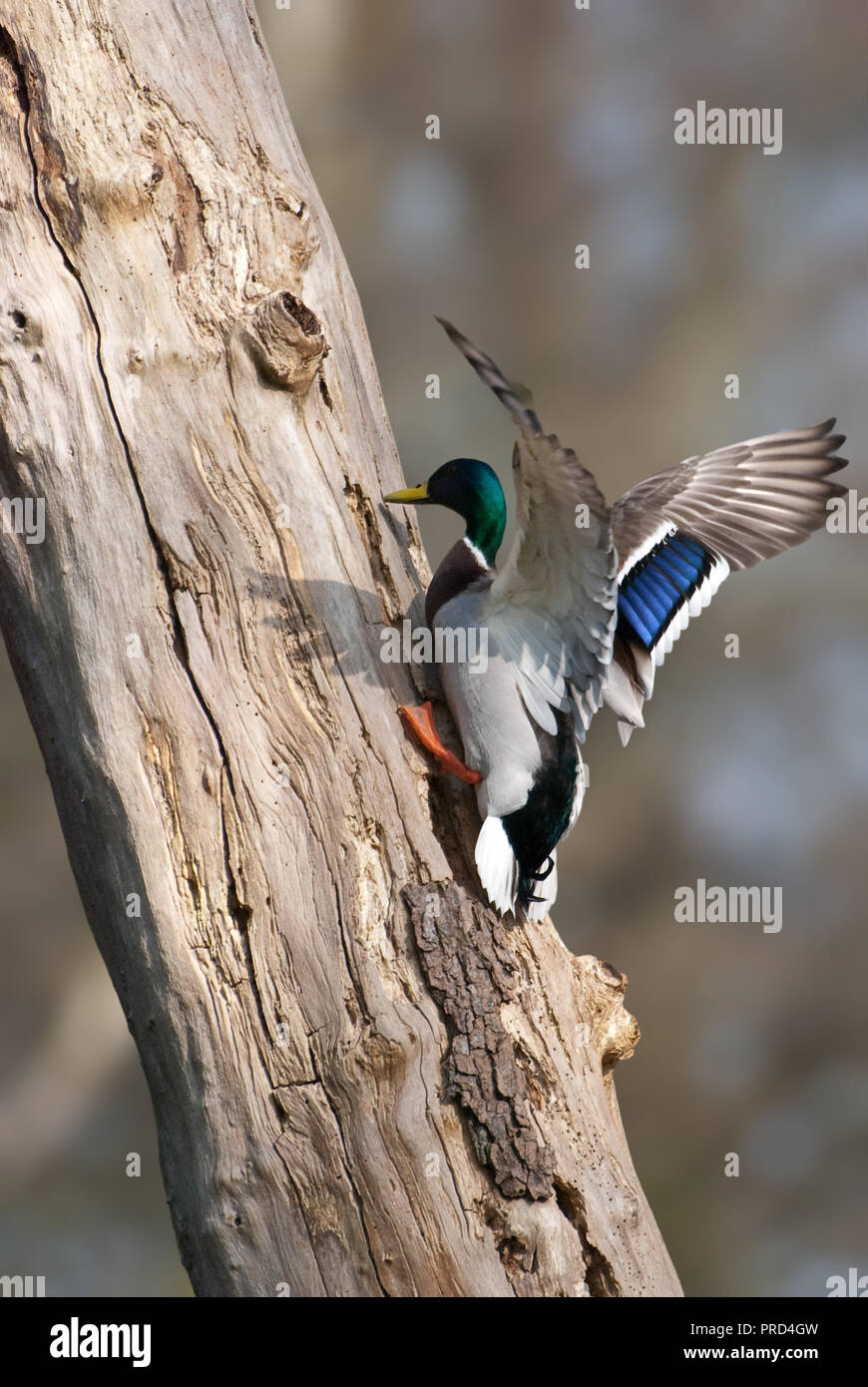 Dead Mallard Duck High Resolution Stock Photography and Images - Alamy