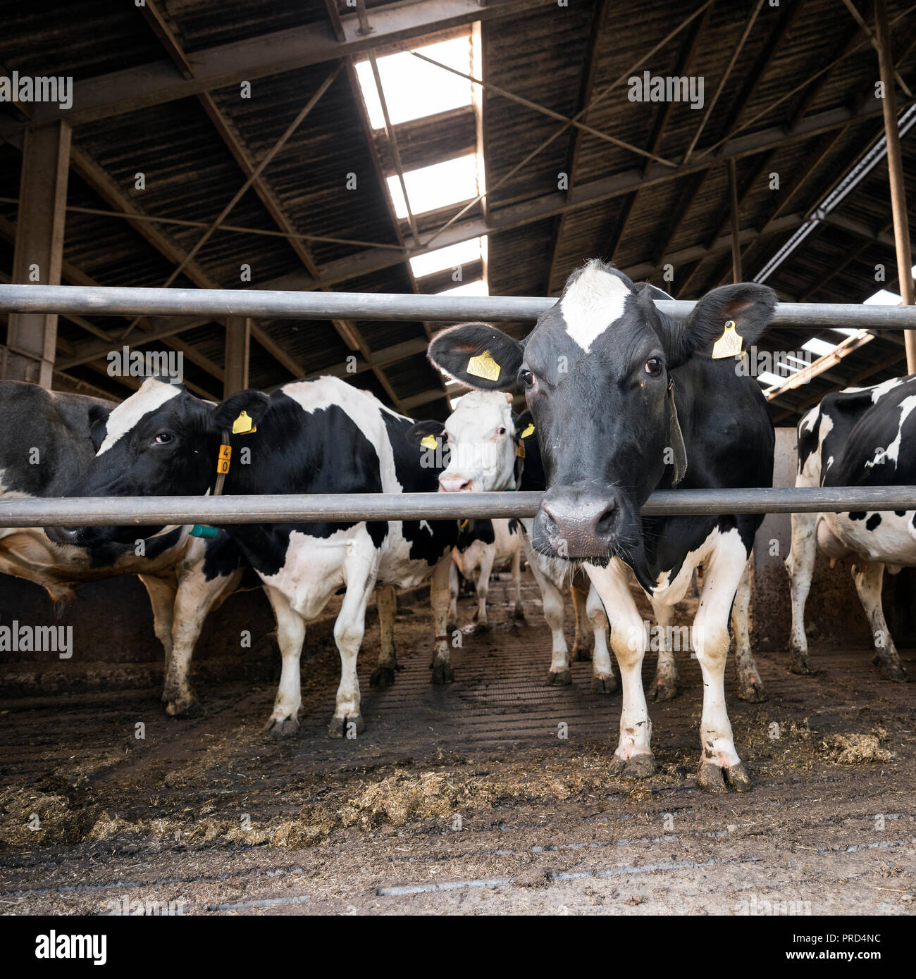 black and white holstein spotted cow inside farm sticks head through ...