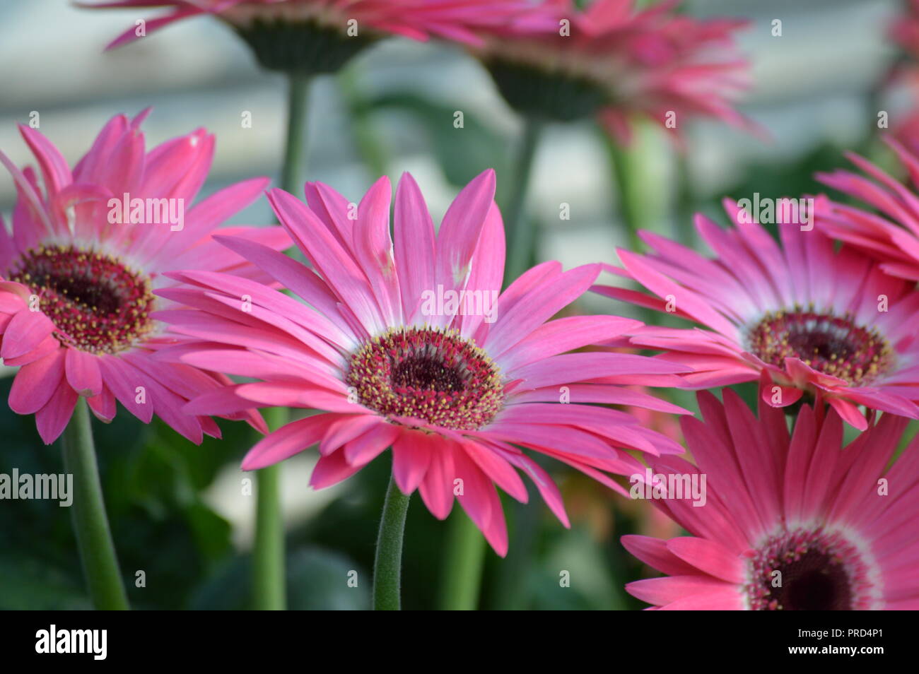 Purple daisy in the garden Stock Photo - Alamy