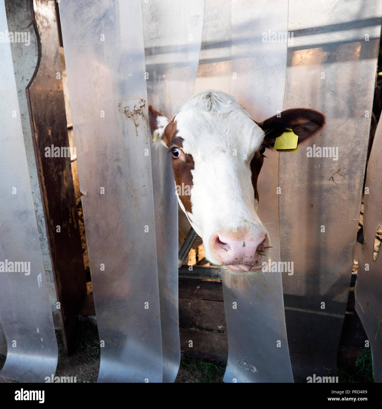 red and white holstein cow plays peek a boo throug plastic flaps inside ...