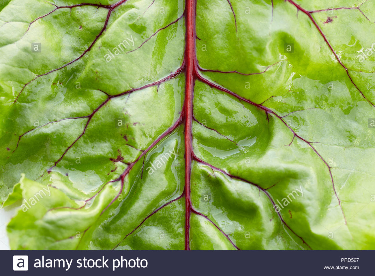 Beet Greens Stock Photos & Beet Greens Stock Images - Alamy