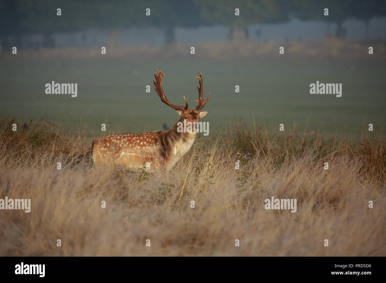 A Fallow deer stag during the rut Stock Photo - Alamy