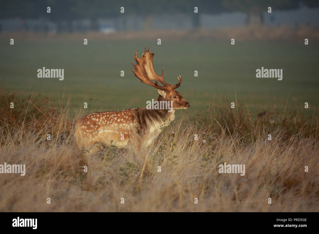 A Fallow deer stag during the rut Stock Photo - Alamy