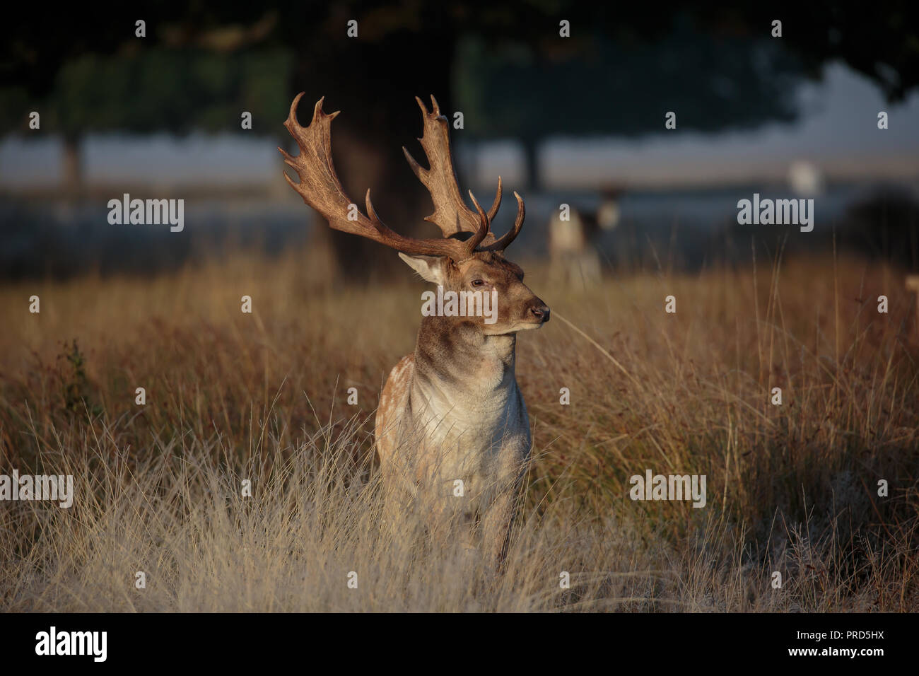 A Fallow deer stag during the rut Stock Photo - Alamy