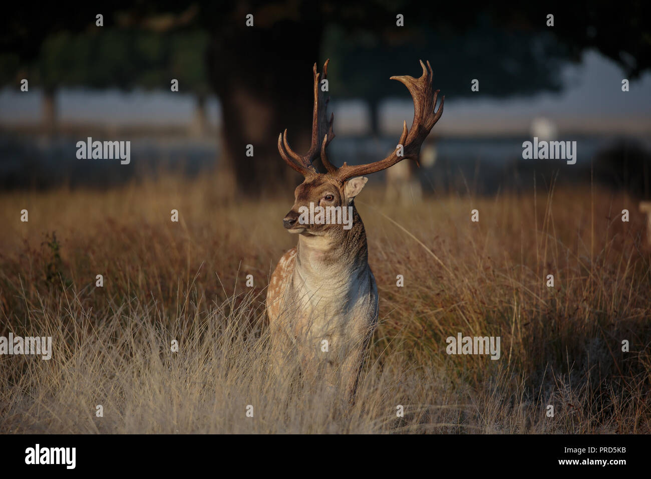 A Fallow deer stag during the rut Stock Photo - Alamy
