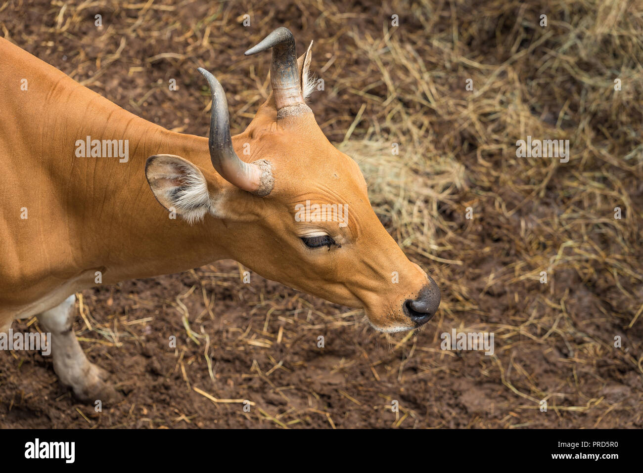 Banteng are a species of wild cattle found in Southeast Asia and used ...