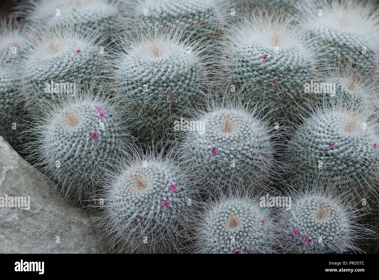 Collection of Cacti Stock Photo - Alamy