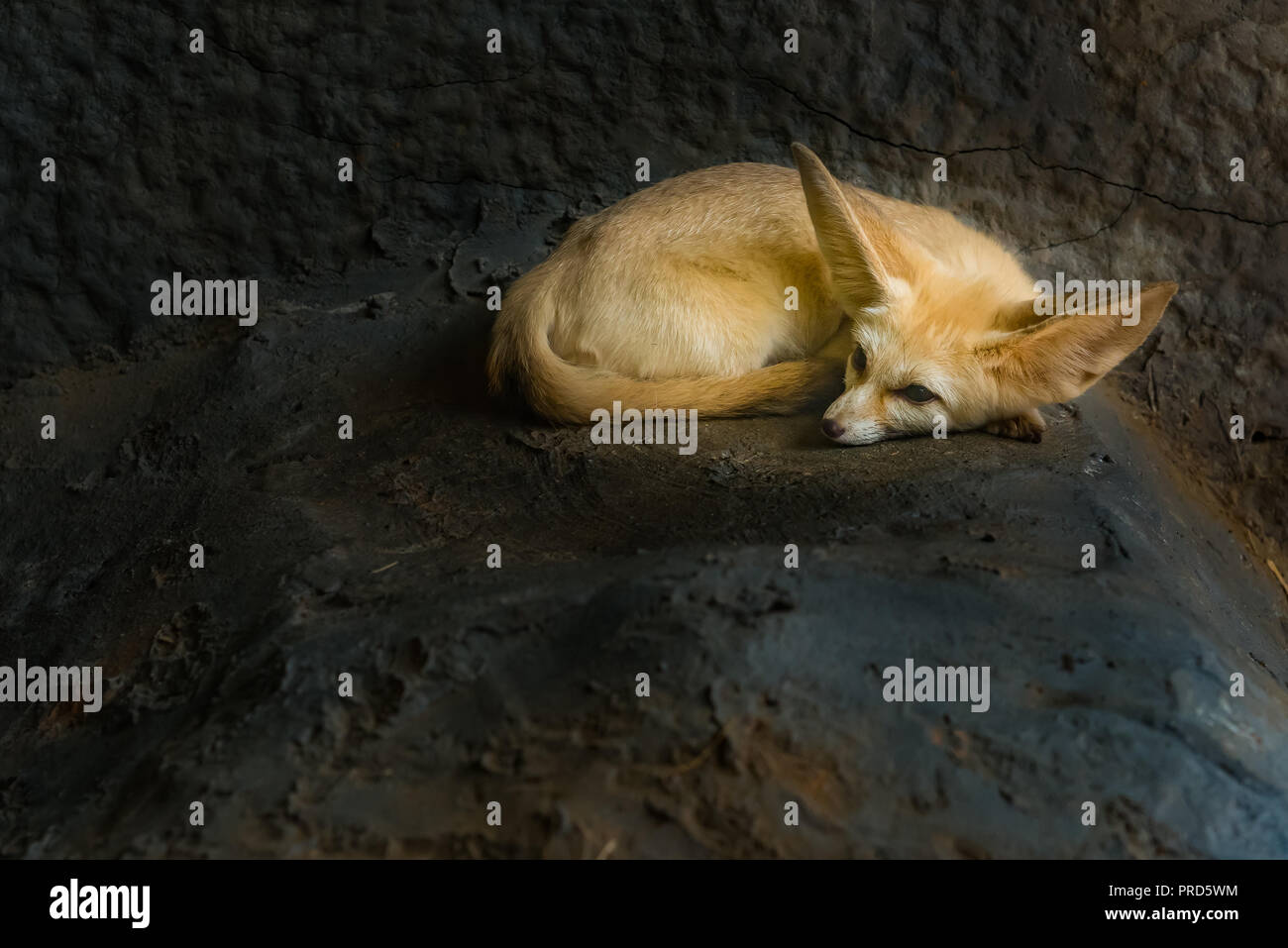 Fennec fox den hi-res stock photography and images - Alamy