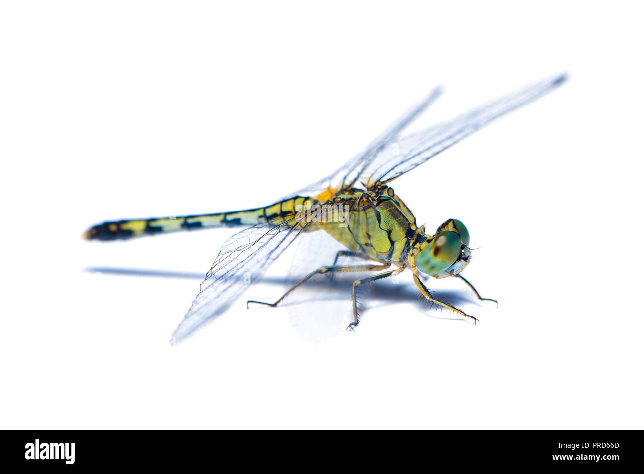 Female diplacodes trivialis hi-res stock photography and images - Alamy