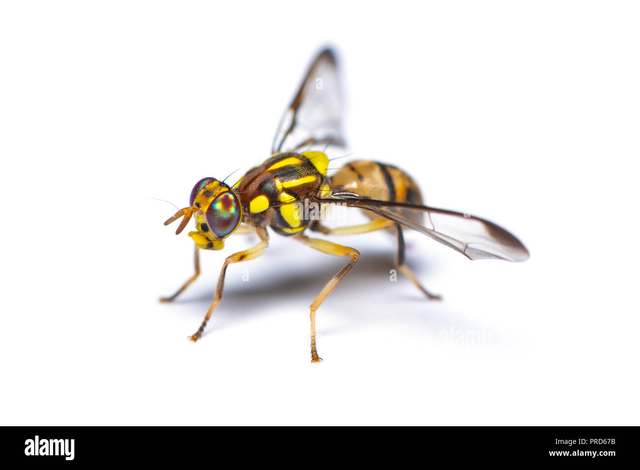 Bactrocera Cucurbitae