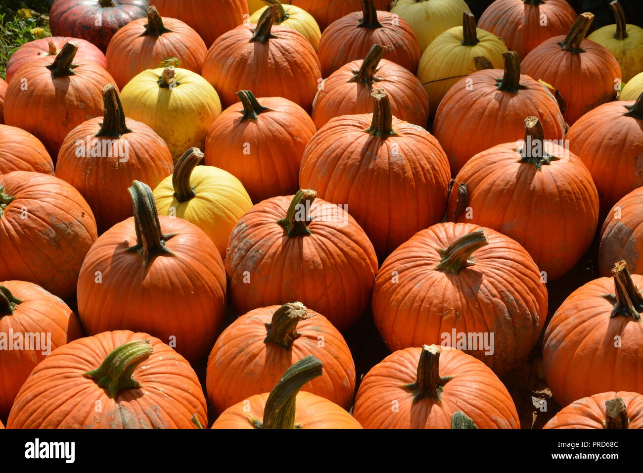 Visiting the Farm Stock Photo - Alamy