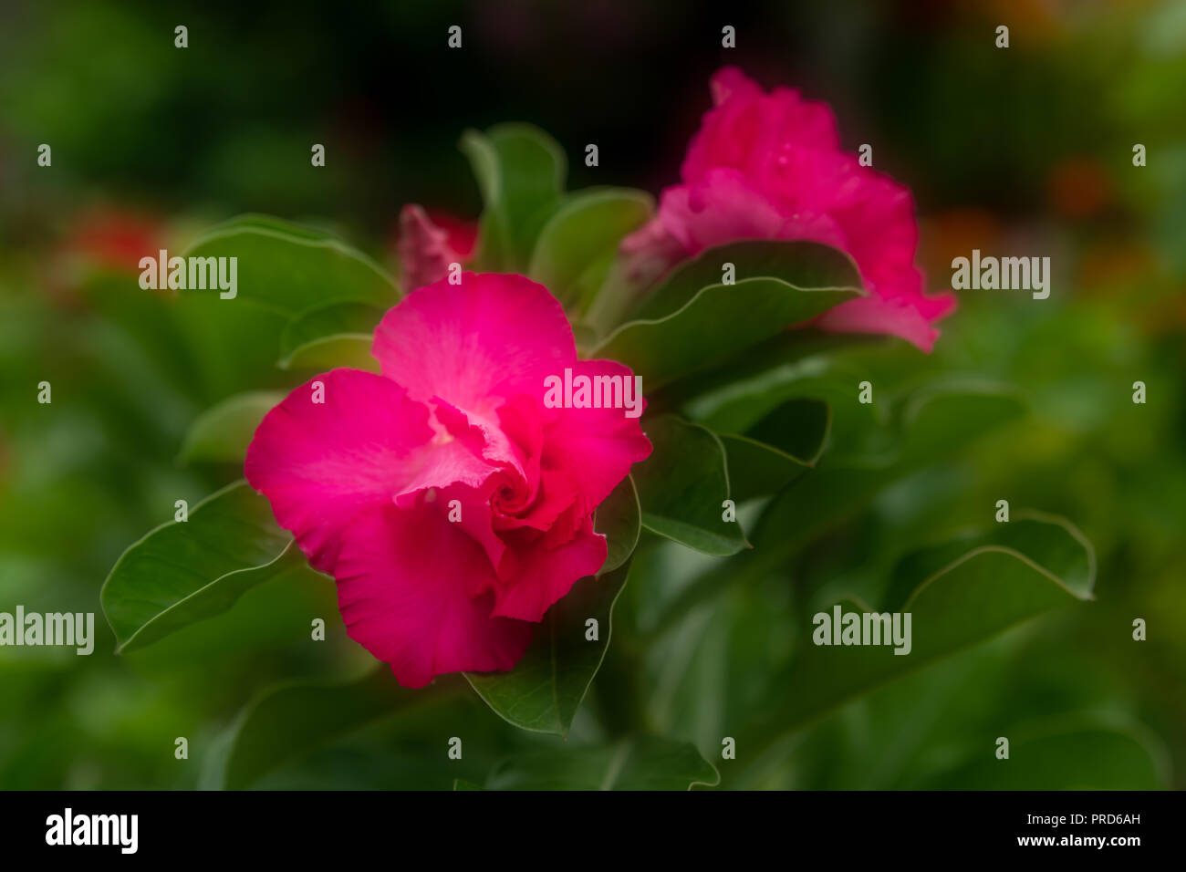 Orton effect hi-res stock photography and images - Alamy
