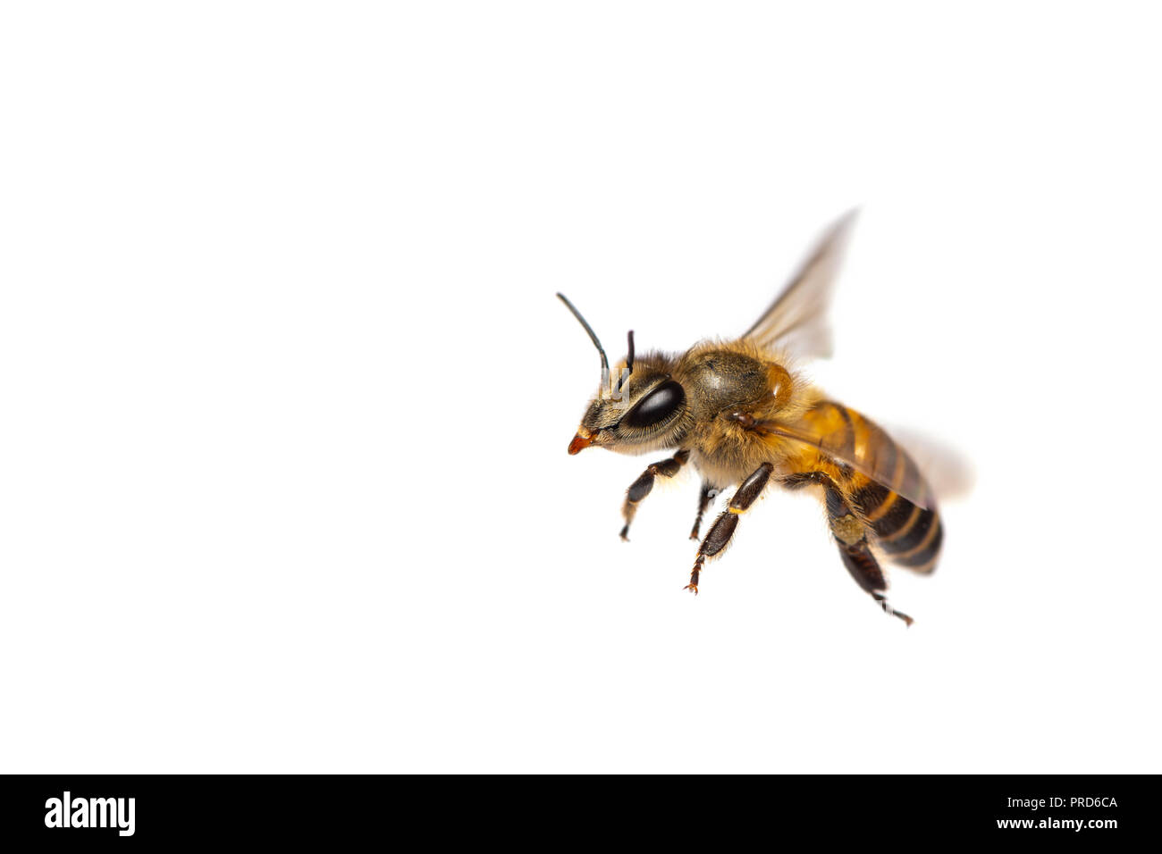 Honey Bee Flying