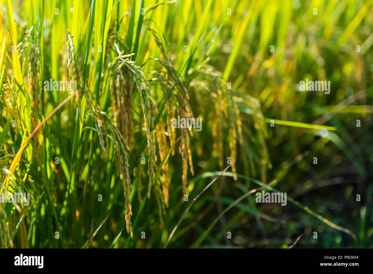 Yellow ear of rice is the sign of coming harvest time Stock Photo - Alamy