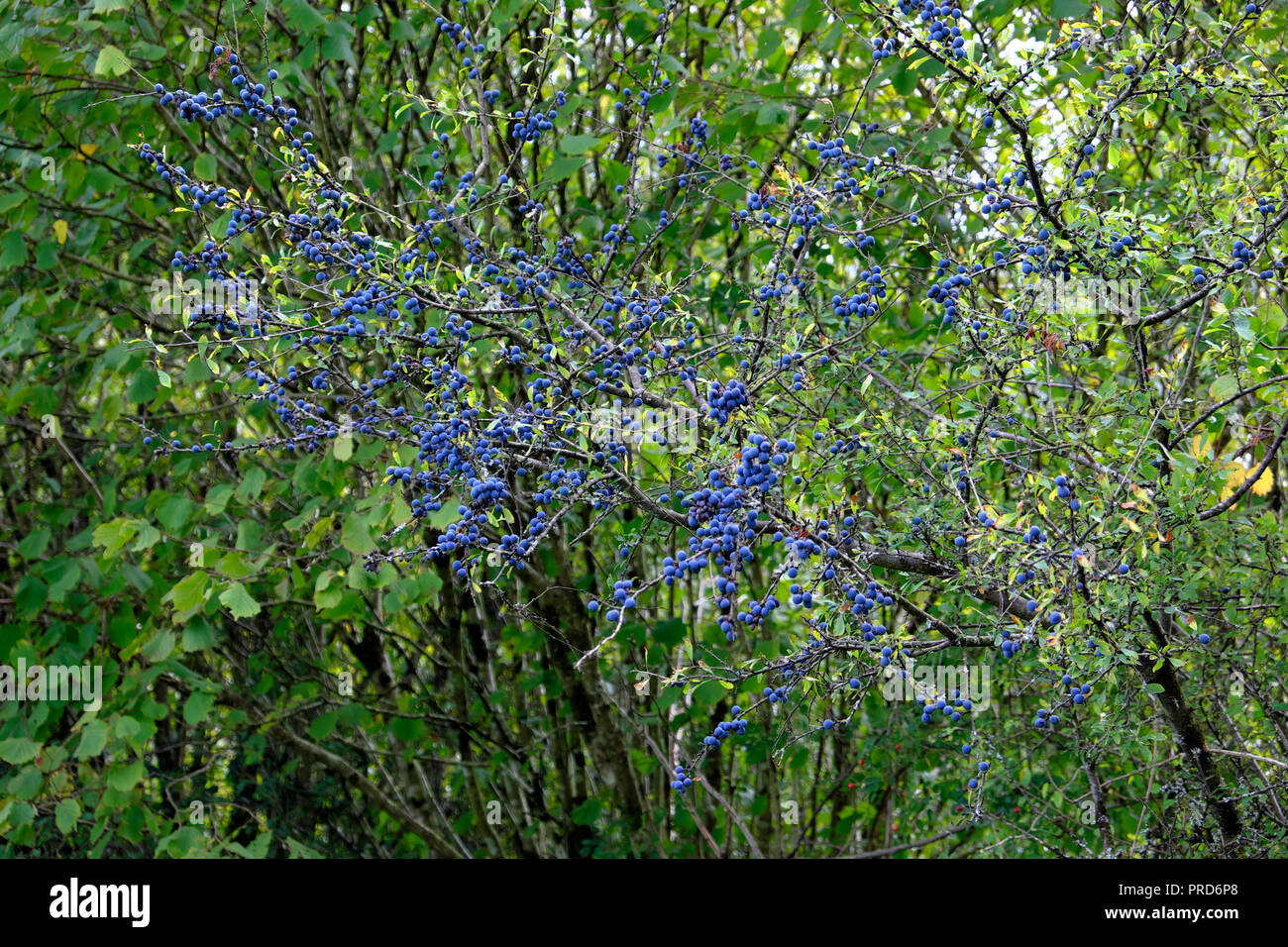 Blue sloes used for making sloe gin wild soft fruit harvest in autumn ...