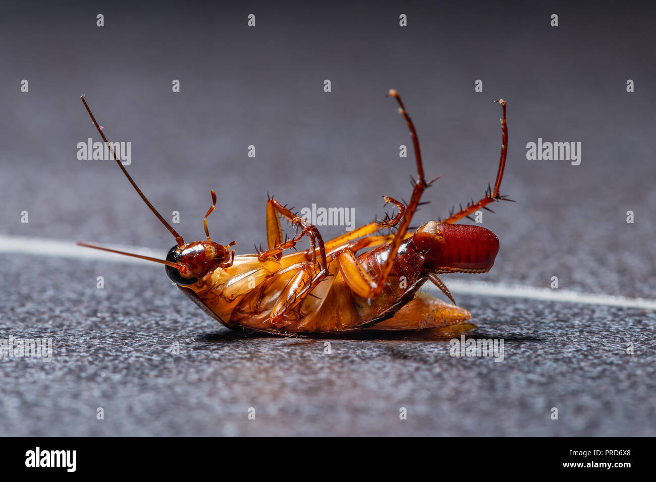 A dying cockroach with her egg at the end of her abdomen Stock Photo ...
