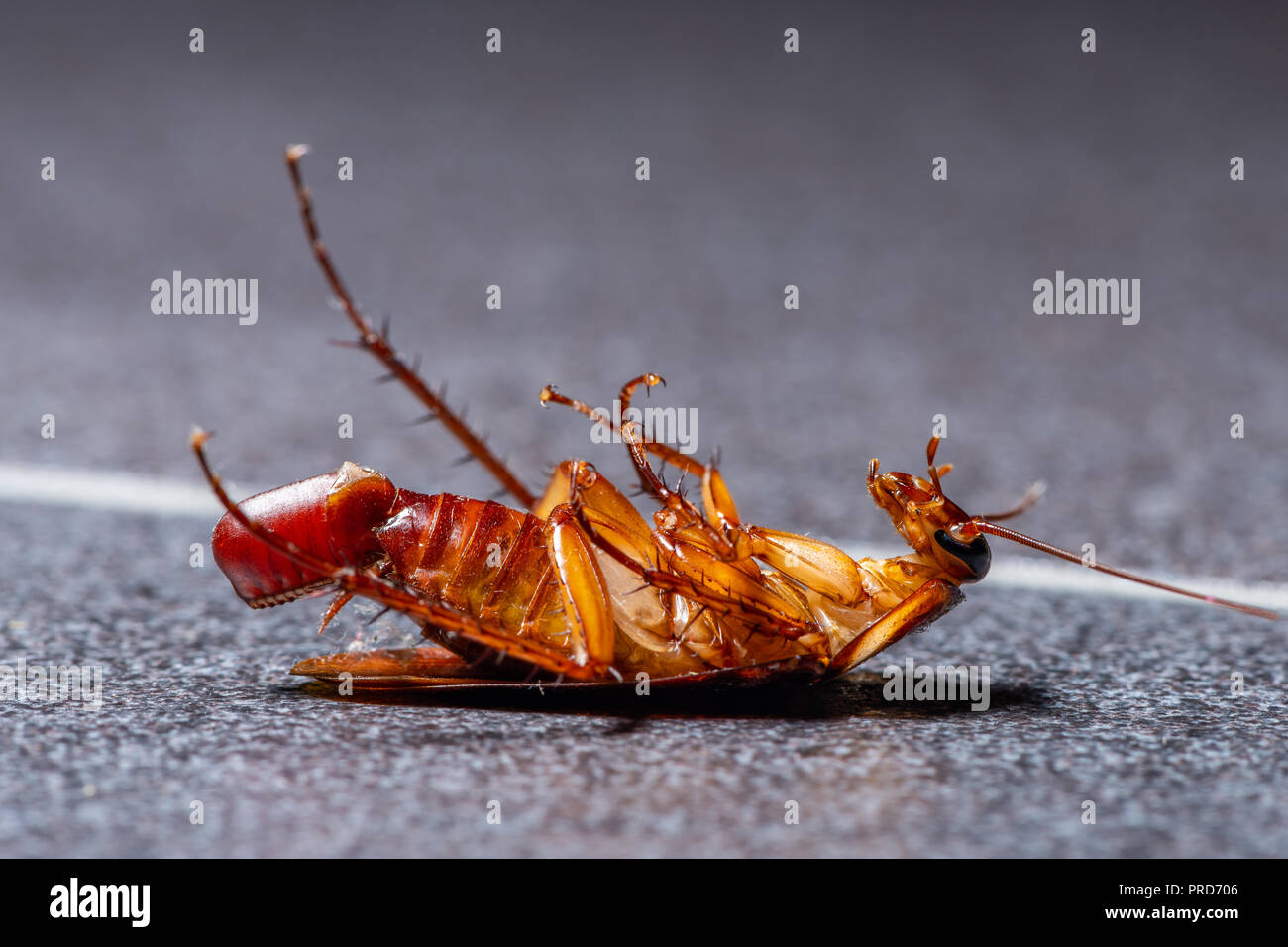 A dying cockroach with her egg at the end of her abdomen Stock Photo ...